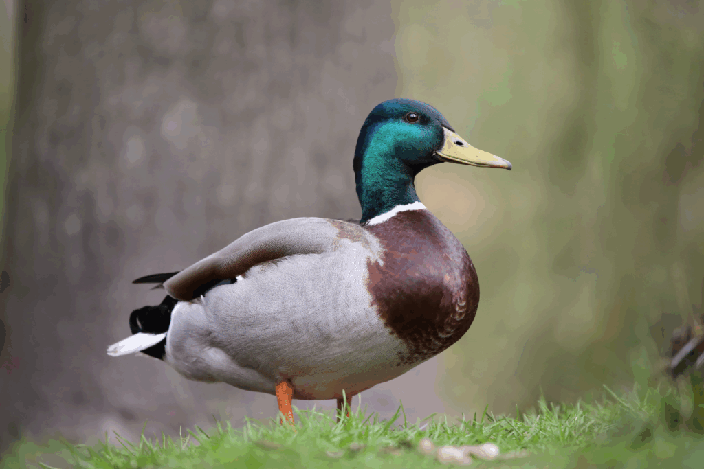 Eend als huisdier? Wat mag, wat kost het en waar moet je op letten?